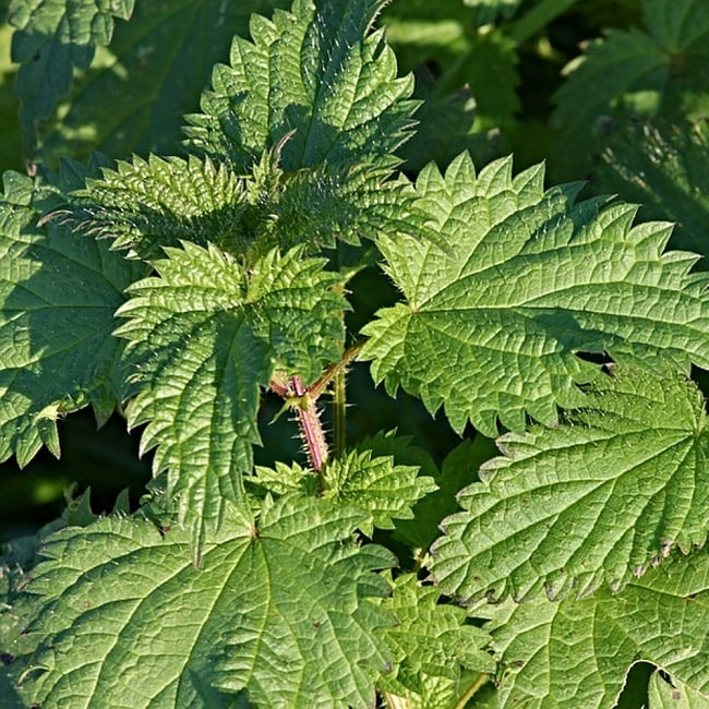 SISNO POWDER シスノ（ネトル）パウダー100g パック の通販 - TIRAKITA.COM